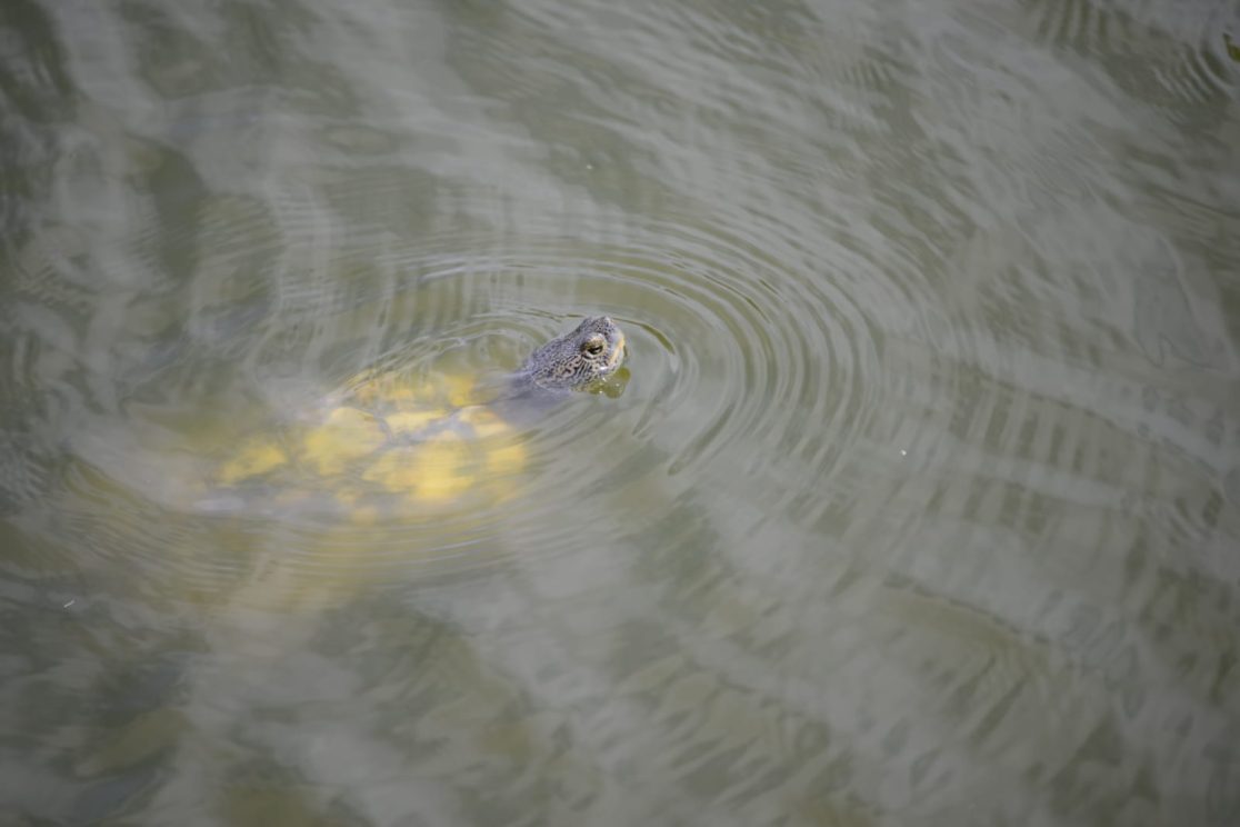 Alexander river & the turtles bridge | Xanado Israel