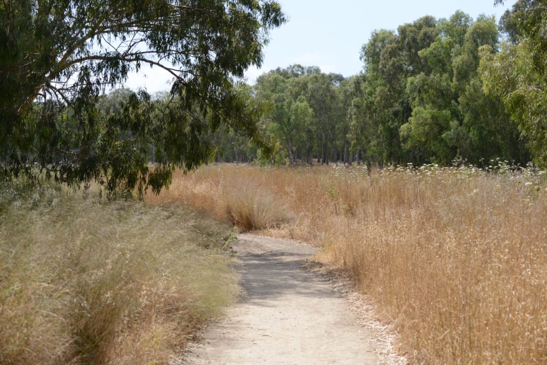 Alexander river & the turtles bridge | Xanado Israel